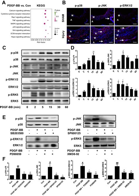Pdgf Bb Induces Mapk Activation In Adventitial Fibroblasts A Kyoto Download Scientific Diagram