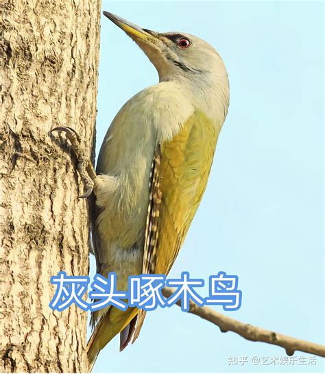 221种啄木鸟科鸟类，第二部分61 120 知乎