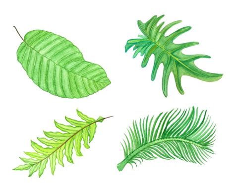 Conjunto De Hojas Tropicales De Acuarela Ilustración De Hojas De Palma