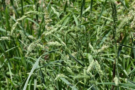 Pasture Seed Nz Vernado High Sugar High Digestibility Pasture Grass
