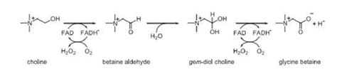 Reaction Catalyzed By Choline Oxidase Download Scientific Diagram