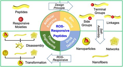 Reactive Oxygen Species Responsive Adaptable Self Assembly Of Peptides