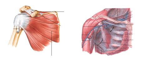 Anterior Shoulder Muscles Diagram Quizlet