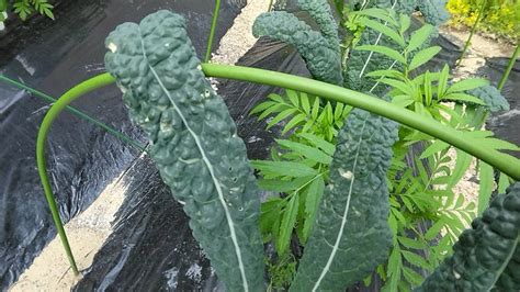 ボコボコのカーボロネロ はじめてのイタリア野菜研究の日常