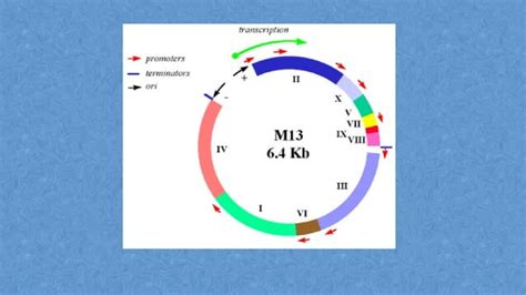 M13 Vector In Microbial Biotechnologypptx