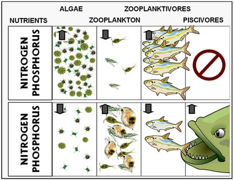 Trophic Cascade Alchetron The Free Social Encyclopedia
