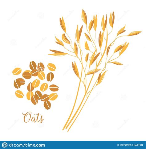 Grain De C R Ales D Avoine Transitoires Et Grains D Avoine Illustration