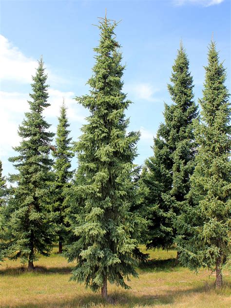 Types Of Evergreen Trees For Privacy