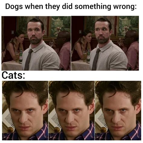 Cats Do Not Abide By The Laws Of Nature Riasip
