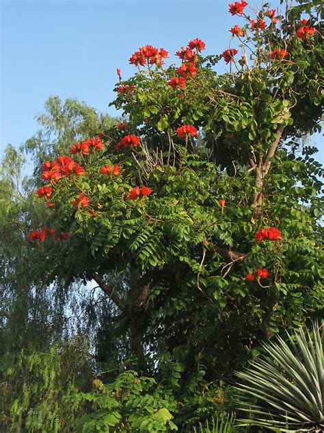 Spathodea campanulata - Изображение особи - Плантариум