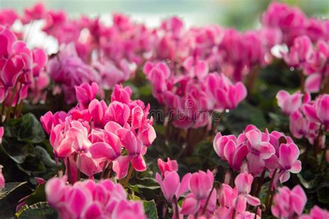 Pink Flowers Show Off Their Beauty In An Outdoor Garden Stock Image Image Of Group Garden