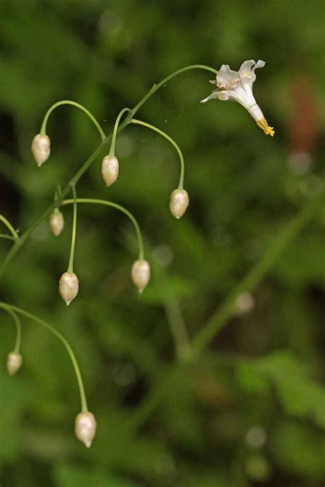Que sont les fleurs à l envers Entretien des fleurs à l envers dans