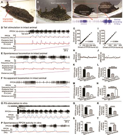 A Single Central Pattern Generator For The Control Of A Locomotor