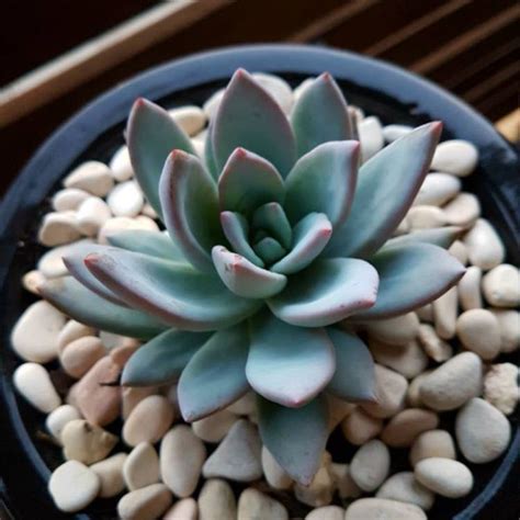 Pachyveria Powder Puff - Planting Succulents and Succulent Gardening