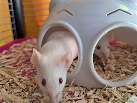 Adoption De Jeunes Souris Femelles Petit Souris Région Île De France