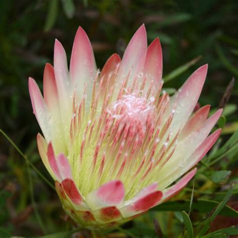 Protea Ruby Blush