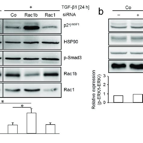 Depletion Of Rac1b In Mda Mb 231 Cells Increases Tgf β Induced P21 Waf1