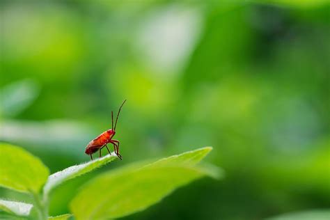 Red Bug Stock Photos Images And Backgrounds For Free Download