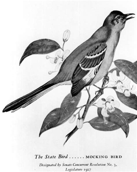 Florida Memory • Drawing Of Floridas State Bird And Flower