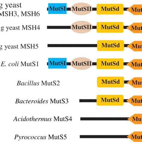 A Schematic Diagram Of Domain Structures Of Representative Muts Download Scientific Diagram