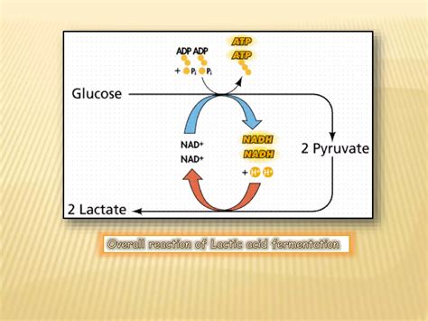 Aerobic And Anaerobic Fermentation Pptx