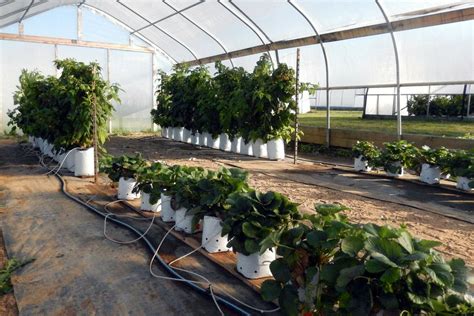 Tips To Growing Raspberries Strawberries In Containers Fruit Growers