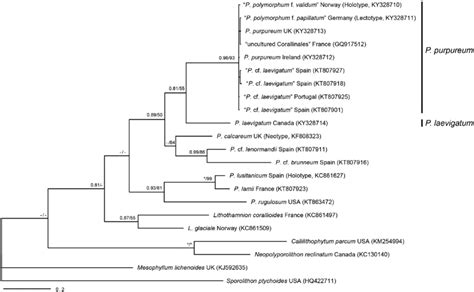 Phylogenetic Tree Based On Bayesian Analysis Of Coi P Sequences See