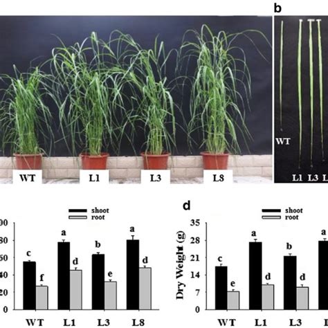 Phenotypes Of Transgenic Pvnhx1 Switchgrass Compared With Wt Plants A Download Scientific