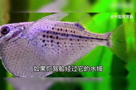 种奇葩的观赏鱼系列喷点燕子 观赏鱼 系列 燕子