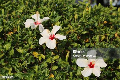 여름 정원 배경을 배경으로 녹색 울타리 덤불 위에 빨간색 중심을 가진 세 개의 흰색 히비스커스 꽃이 있습니다 가득 찬에 대한 스톡 사진 및 기타 이미지 Istock