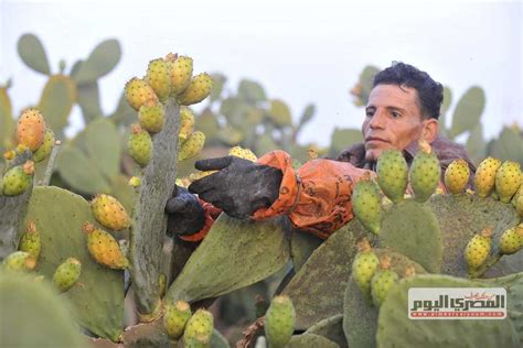 ألبومات عدسة المصري اليوم