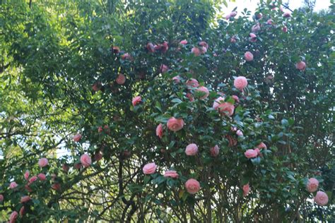 桜を見ながら散歩です モカのひとりごつ2