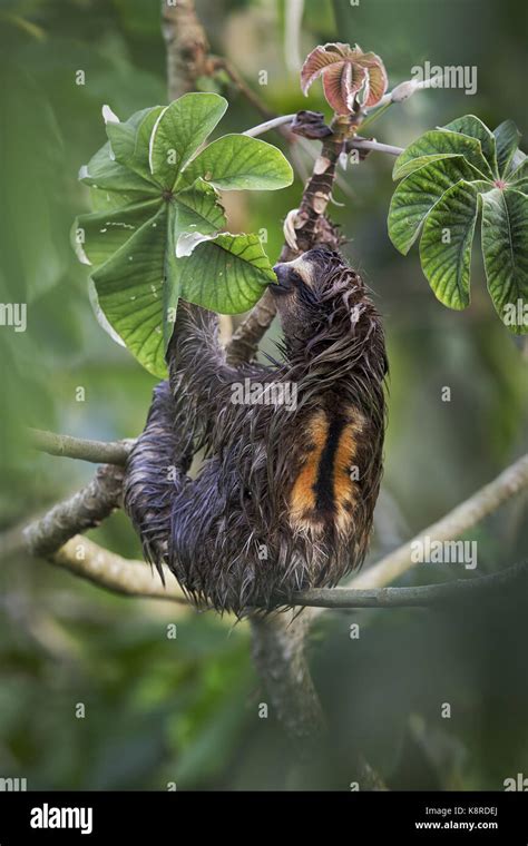 Brown Throated Three Toed Sloth Bradypus Variegatus Male Feeding On