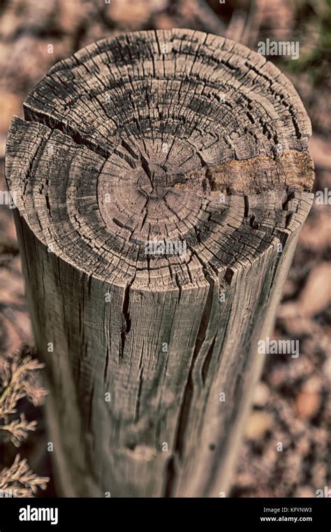 Abstract Texture Of A Surface Tree Like Background Grain Stock Photo Alamy