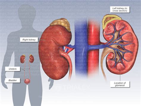 Anterior And Cross Sectional Views Of The Kidneys Trialquest In