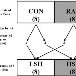 Schematic Overview For How Pairs Of Single Sex Pens Of Cattle Were Download Scientific