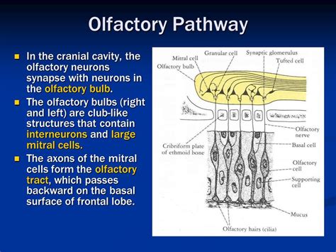 Olfactory Pathway