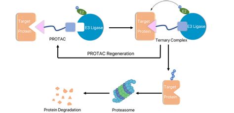 Novel Protac Has A Two Front Improvement
