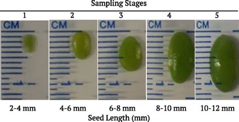 Genome Wide Transcriptome Analyses Of Developing Seeds From Low And
