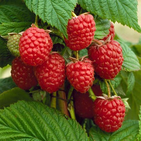 Raspberry Ketone Reviews Benefits Dosage And Side Effects