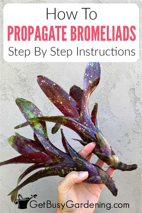 4 Simple Steps For Propagating Your Bromeliads Get Busy Gardening