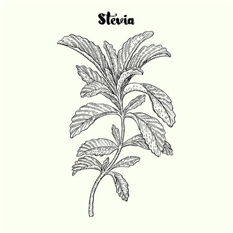 Premium Vector Stevia Vector Drawing Herbal Sketch Of Sweetener