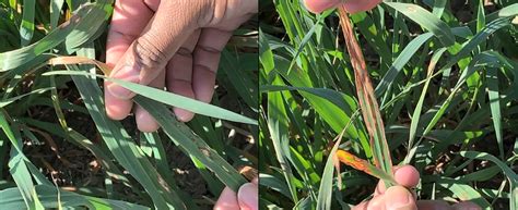 Red Leather Leaf Symptoms In Oats Field Crop Diseases Victoria