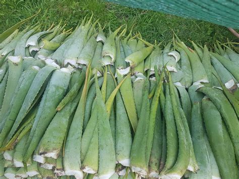 چای سوچال