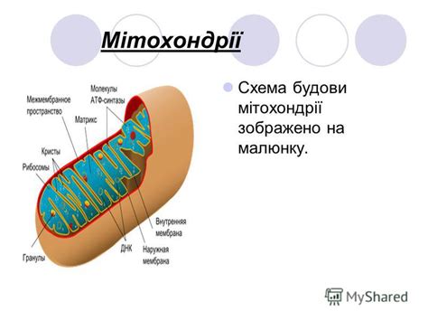 Презентация на тему Мітохондрії Презентація Презентація З біології З