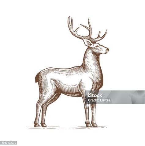 빈티지 조각 스타일에 손으로 사슴 그림의 그림 사슴 그런 지 레이블 큰 뿔 사슴을 묘사 하는 스티커 벡터입니다 판화 제작물에 대한 스톡 벡터 아트 및 기타 이미지 Istock