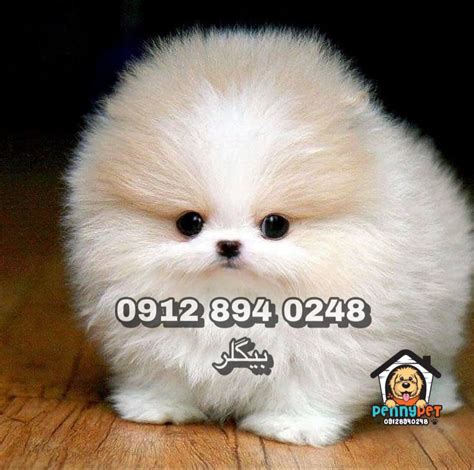 سگ جیبی سفید پامرانین