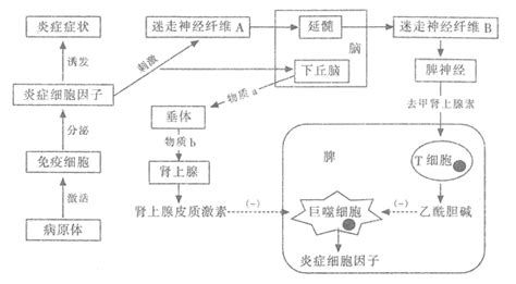 [题目]下图所示为科学家进行的蝾螈受精卵横缢实验 该图最能说明 A 细胞核控制着细胞的性状b 细胞质与细胞分裂 分化密切相关c 细胞核与细胞分裂 分化密切相关d 细胞质和细胞核共同控制着