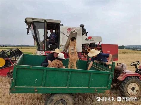 莱西24名第一书记麦收一线现场办公 25万亩小麦颗粒归仓生产调度水集街道