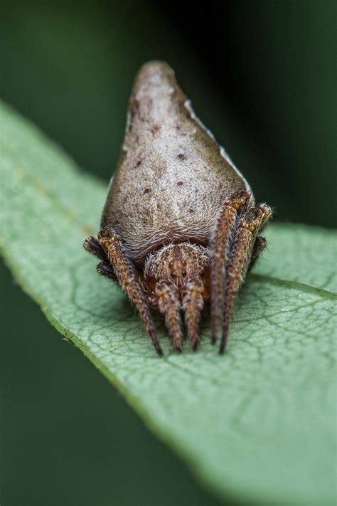 These Scientists Just Discovered A Spider That Uncannily Looks Like The